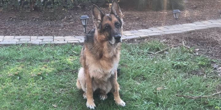 Welcome to Best Dog’s World – Bestdogsworld